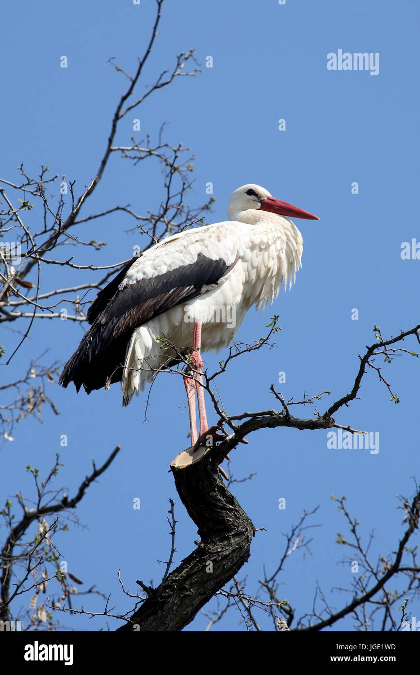 White stork, Weissstorch Stock Photo - Alamy