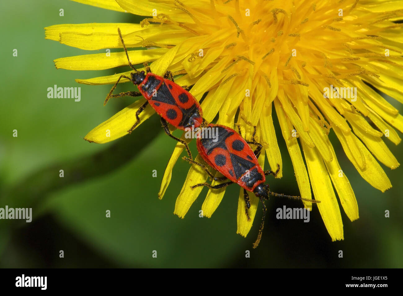Fire bugs mating, Feuerwanzen Paarung Stock Photo - Alamy