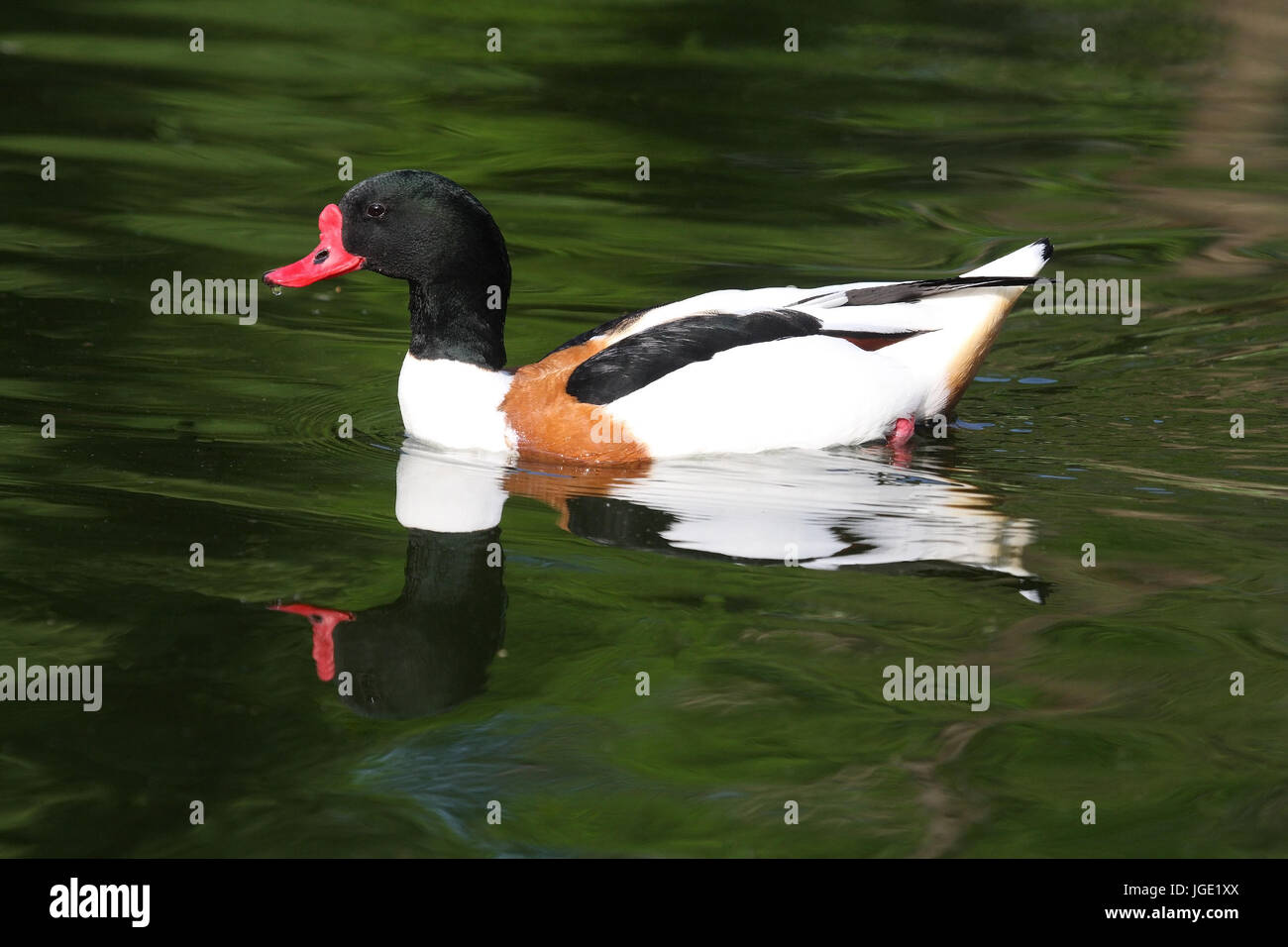 Fire duck hi-res stock photography and images - Alamy