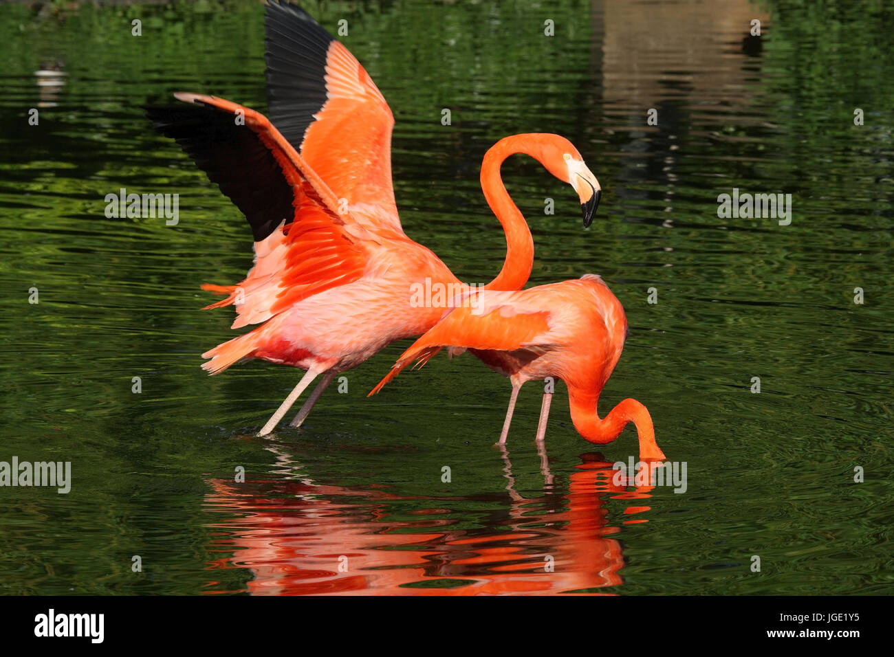 Chile flamingo, Chileflamingo Stock Photo - Alamy