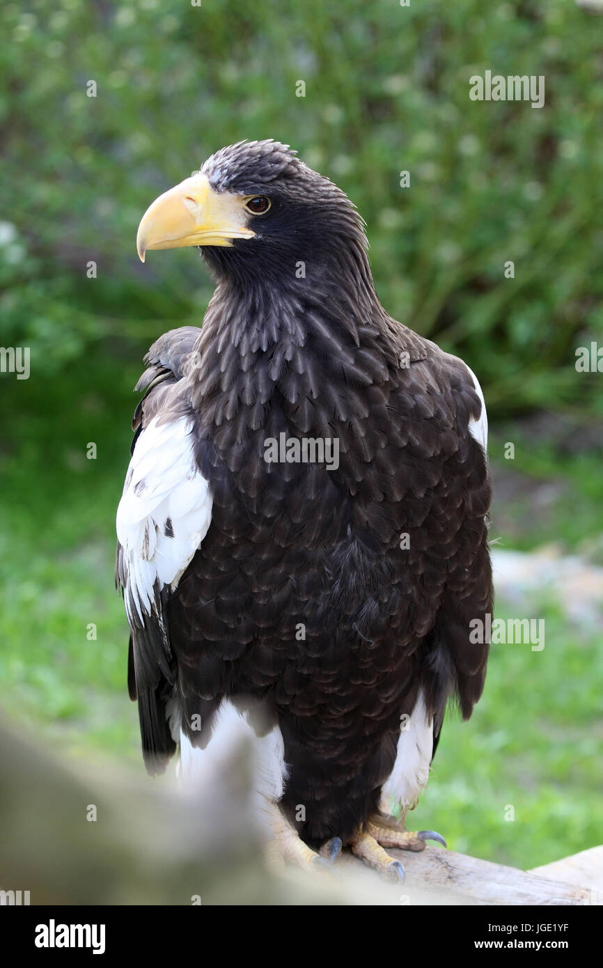 Gigantic lake eagle, Riesenseeadler Stock Photo - Alamy