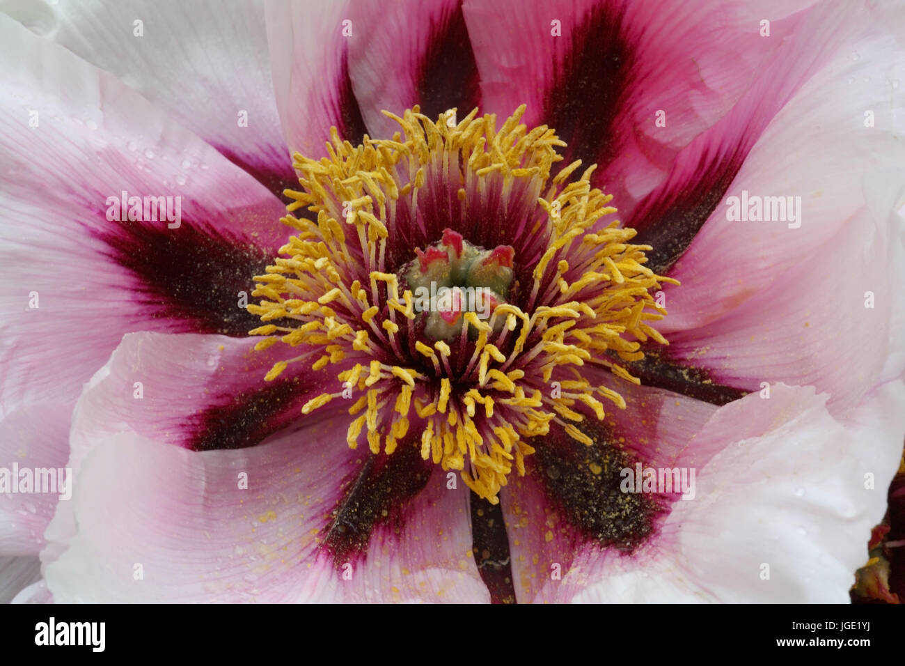 Pfingstrose hi-res stock photography and images - Alamy