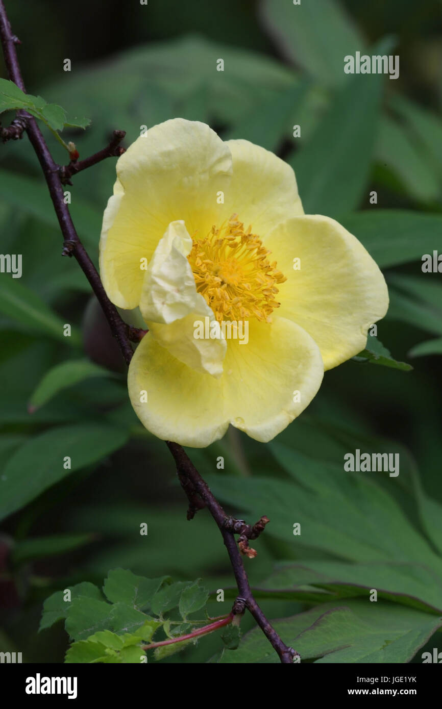 Chinesische rose hi-res stock photography and images - Alamy