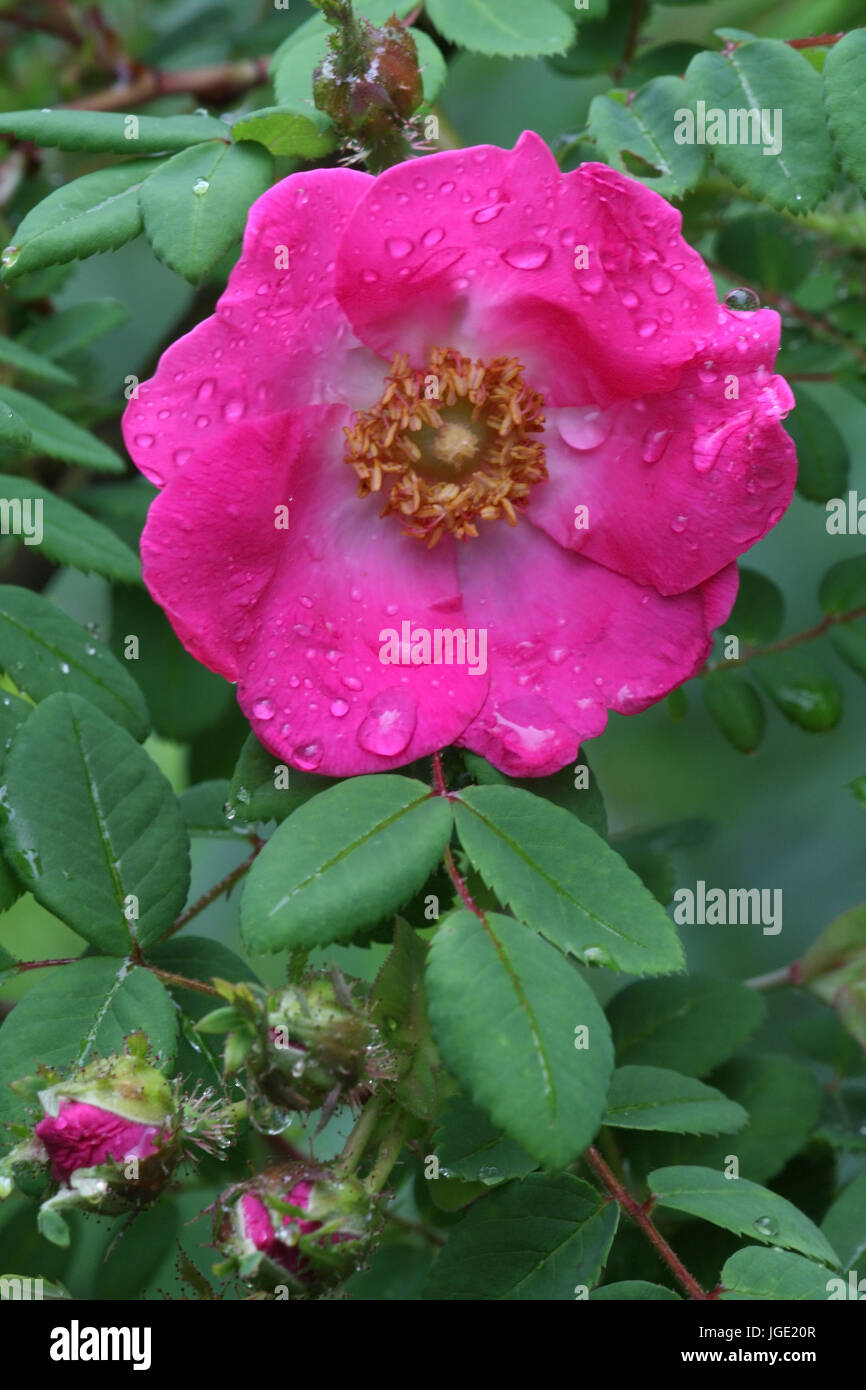 Mandarin rose hi-res stock photography and images - Alamy