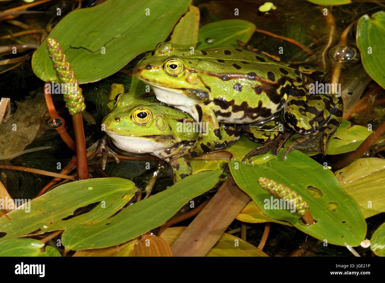 Streiten hi-res stock photography and images - Alamy