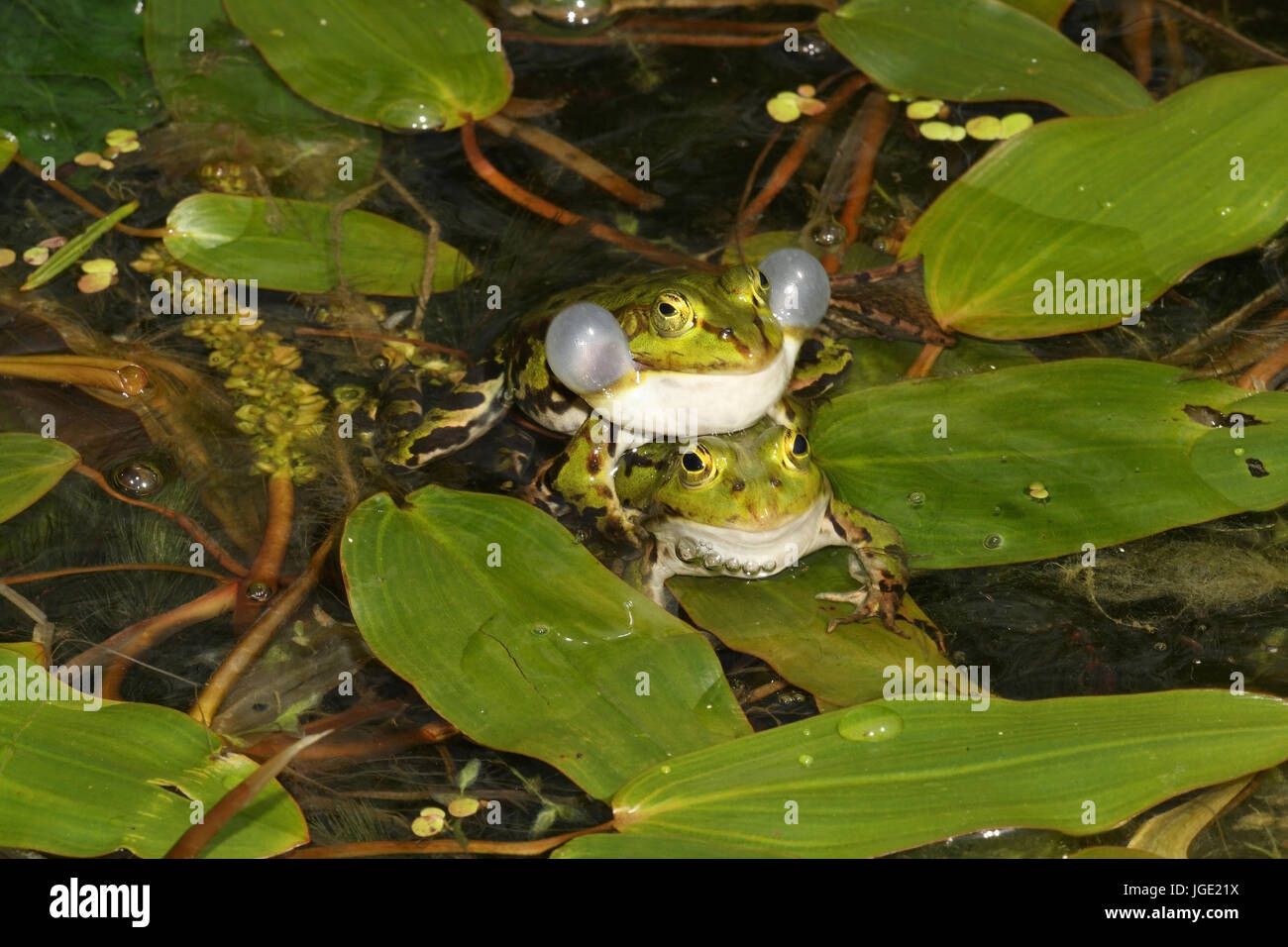 Streiten hi-res stock photography and images - Alamy