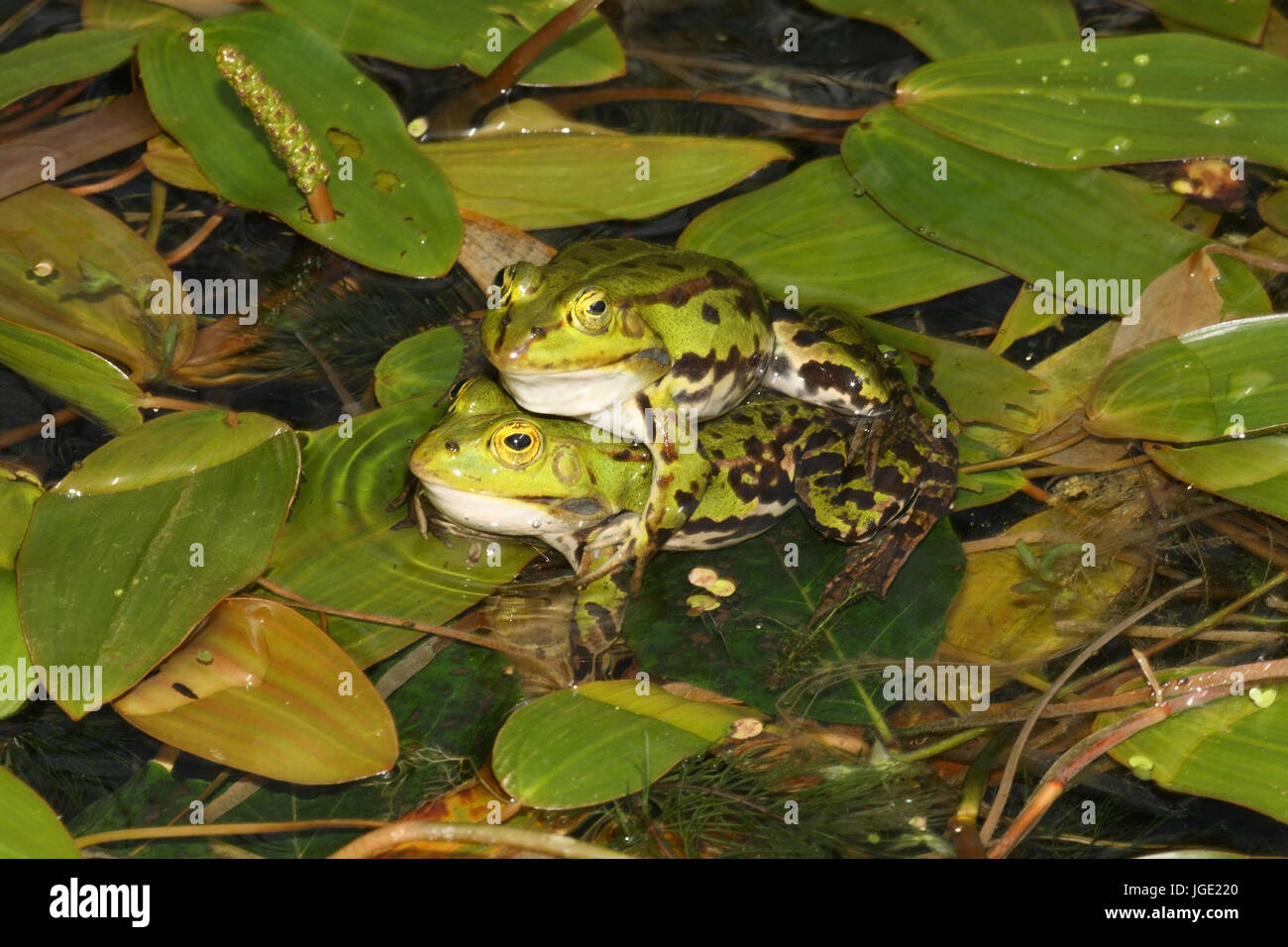 Two pond frogs argue, Zwei Teichfroesche streiten Stock Photo - Alamy