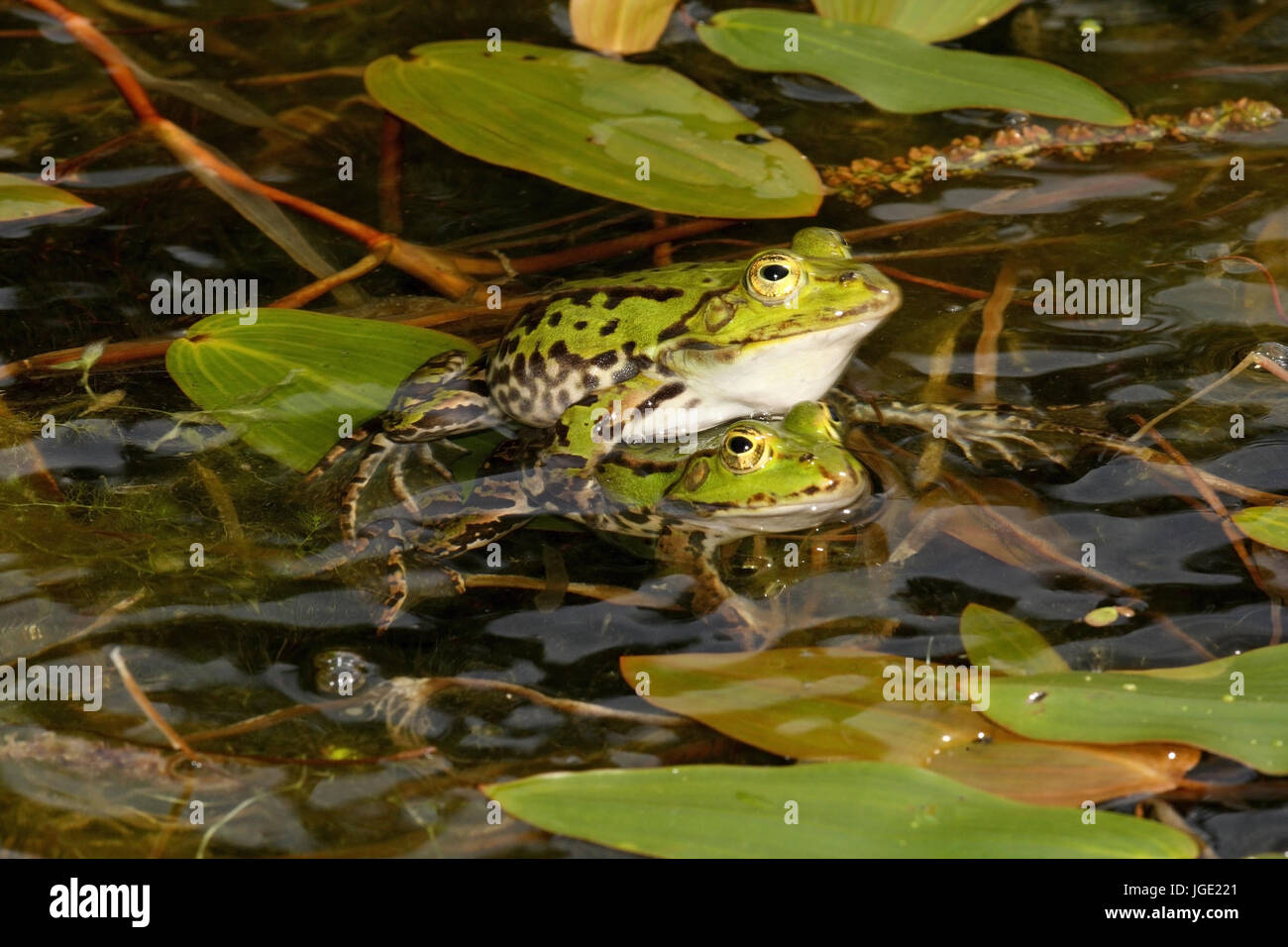 Two pond frogs argue, Zwei Teichfroesche streiten Stock Photo - Alamy