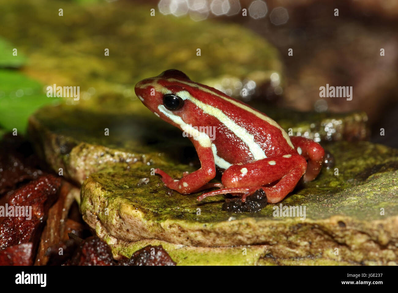 Three-coloured tree pit foreman, Dreifarbiger Baumsteiger Stock Photo ...