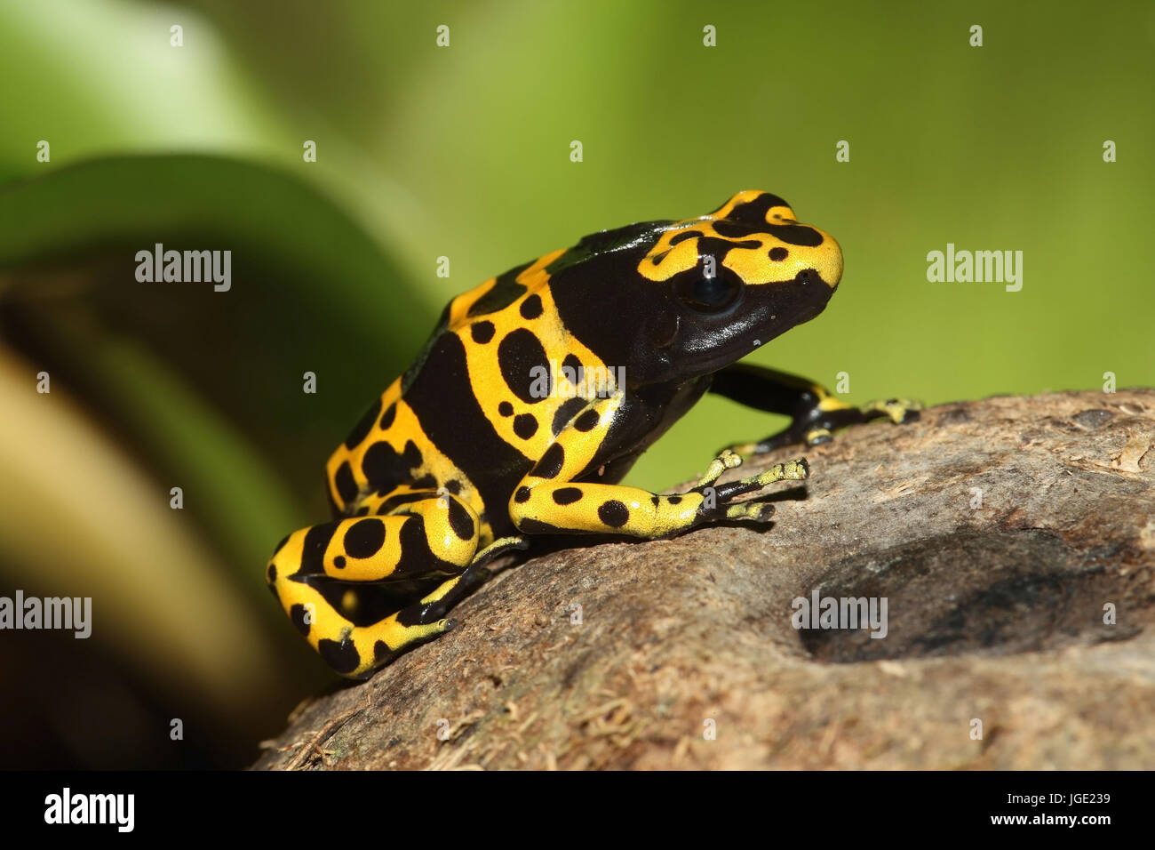 Tree foreman frog hi-res stock photography and images - Alamy