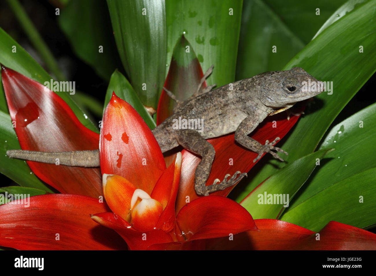Anoli echse hi-res stock photography and images - Alamy