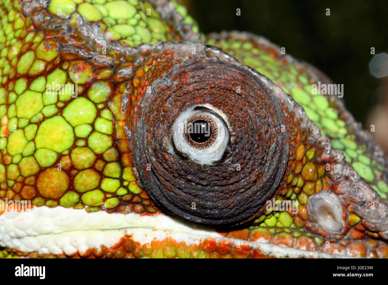 Tier auge hi-res stock photography and images - Alamy