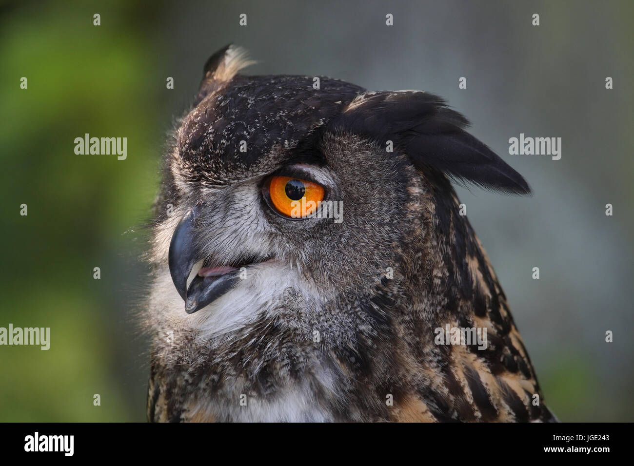 Eagle owl, Uhu Stock Photo - Alamy