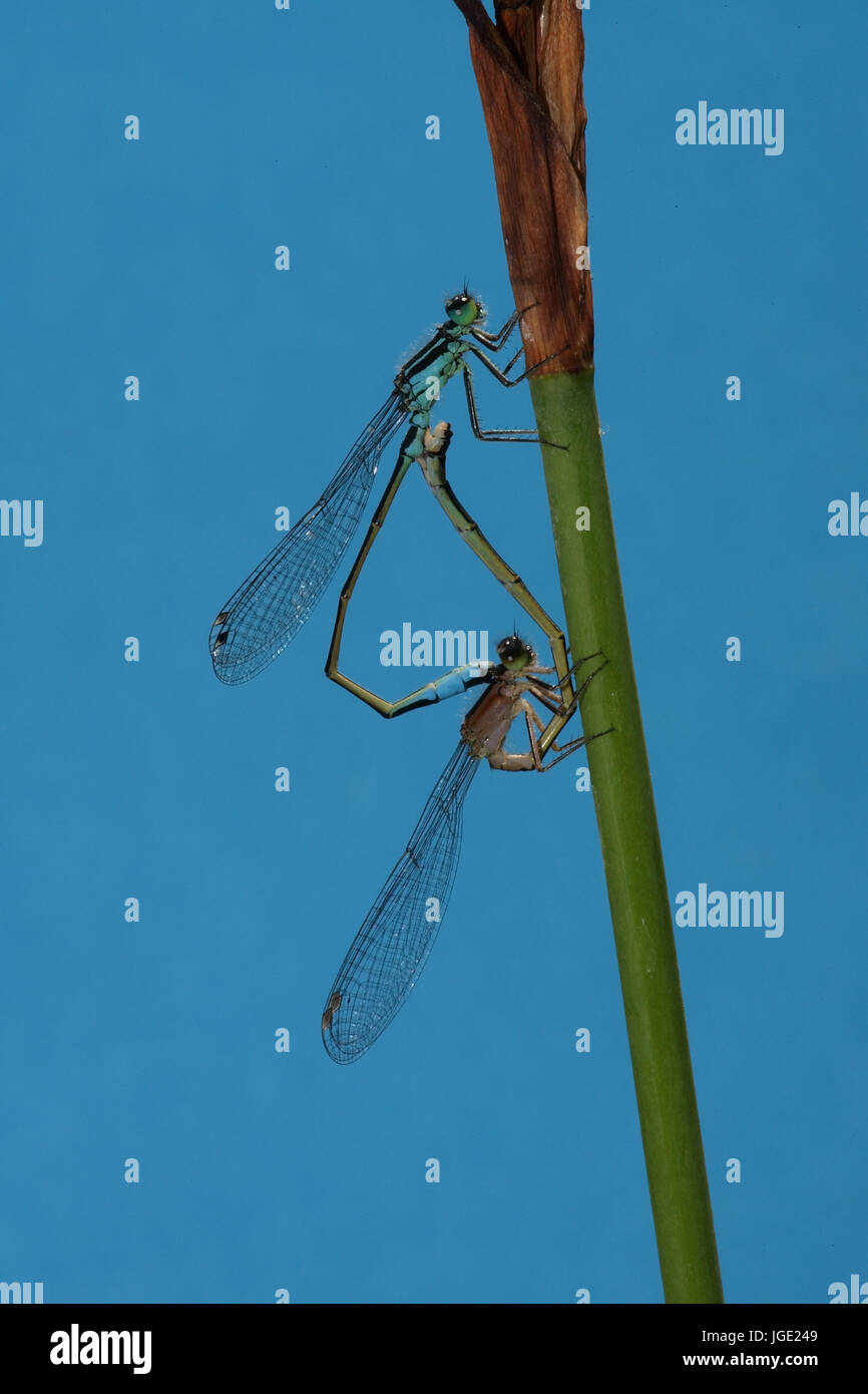 Common rush spinster with the mating, Gemeine Binsenjungfer bei der ...