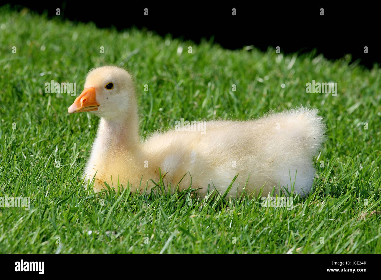 Young house goose on meadow, Junge Hausgans auf Wiese Stock Photo - Alamy