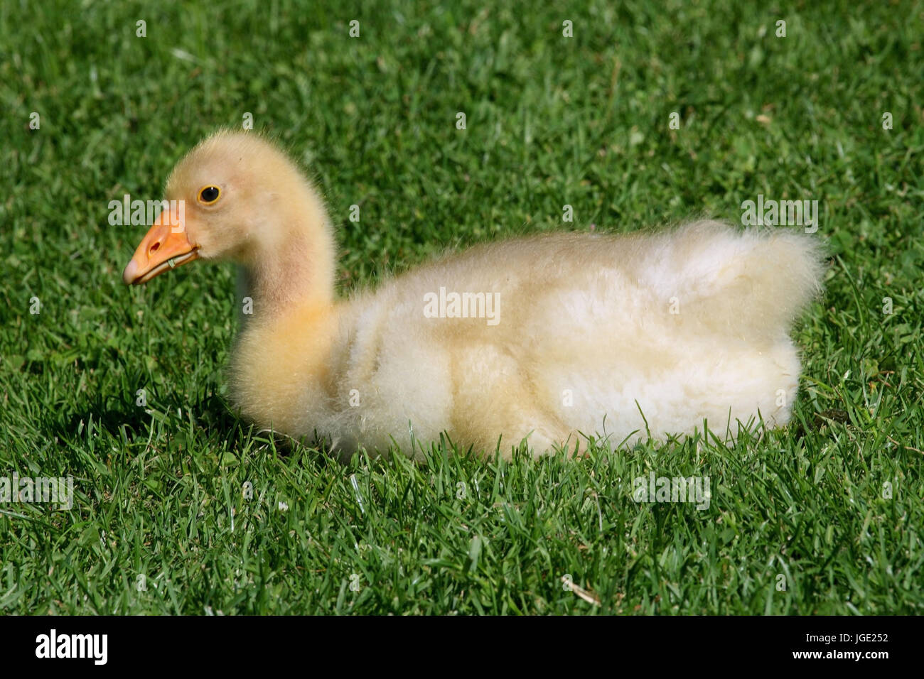 Hausgans High Resolution Stock Photography and Images - Alamy