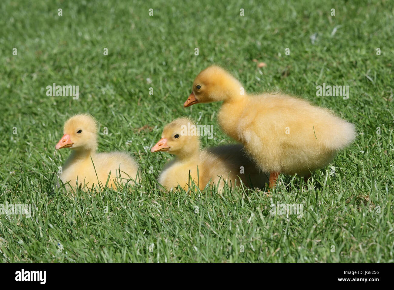 Junge gans hi-res stock photography and images - Alamy