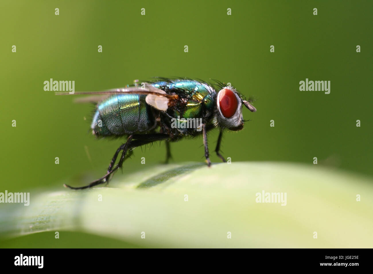 Grey meat fly, Graue Fleischfliege Stock Photo - Alamy