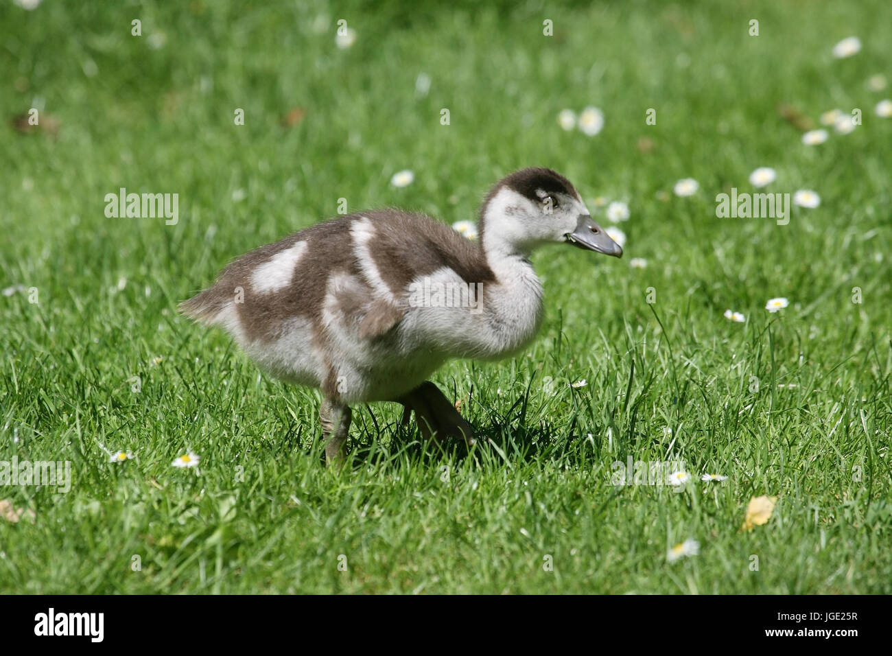 Young Nile goose , Junge Nilgans Stock Photo - Alamy
