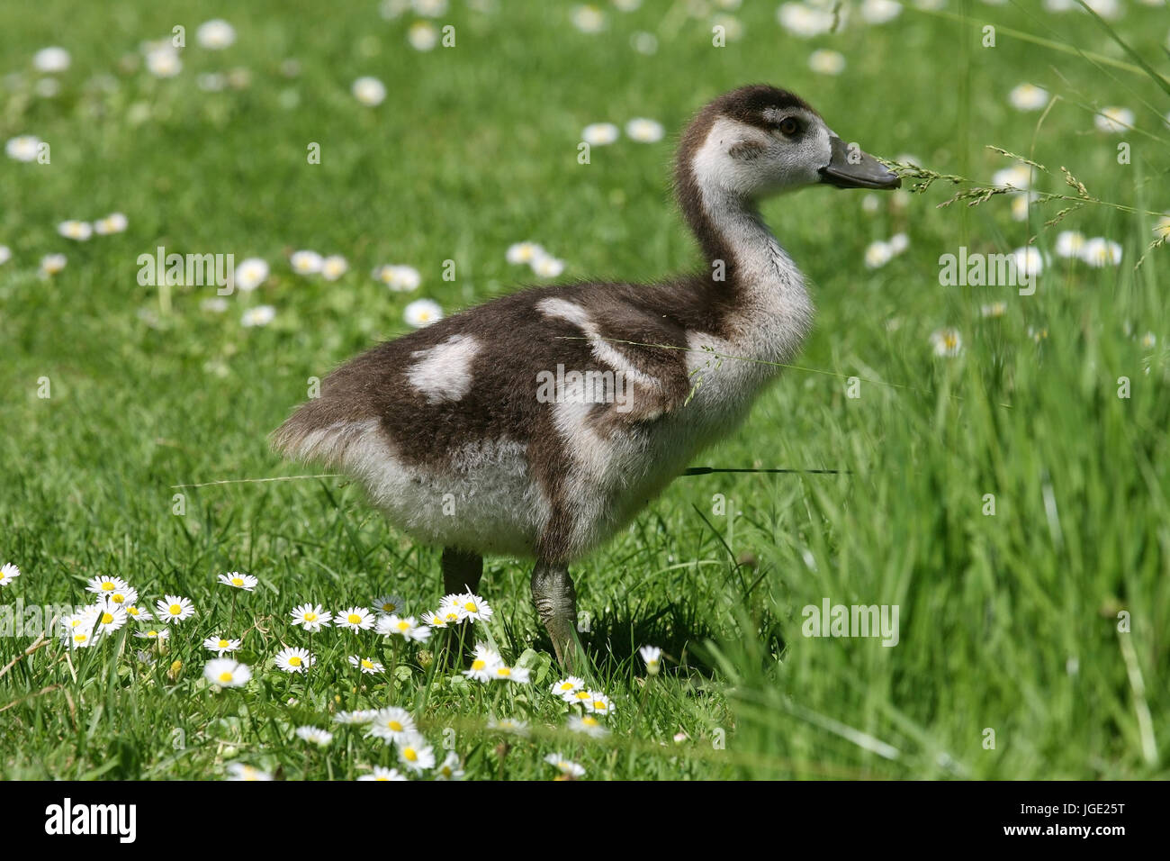 Nilgans germany hi-res stock photography and images - Alamy
