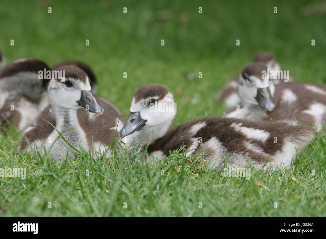 Young Nile geese, Junge Nilgaense Stock Photo - Alamy