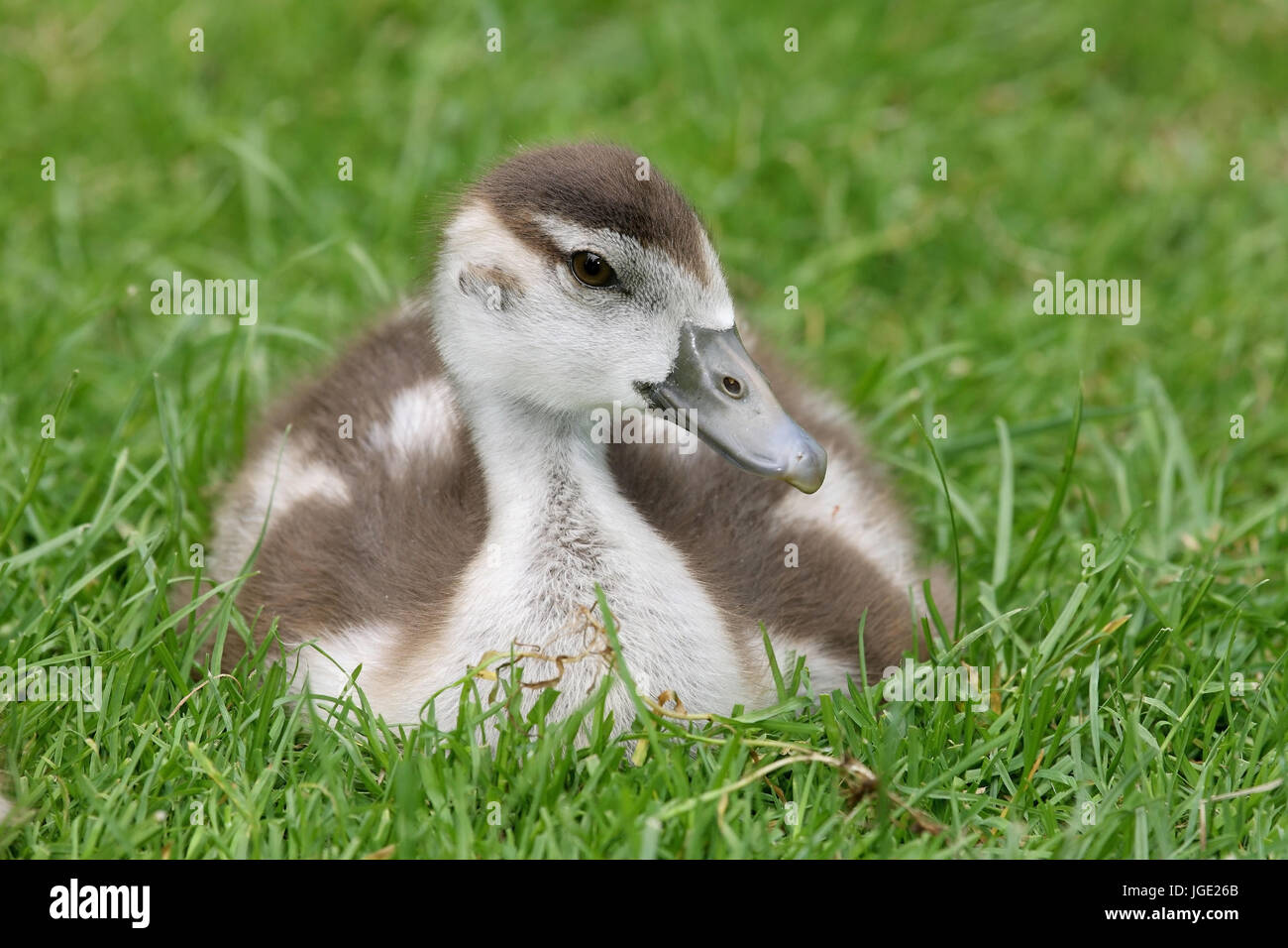 Young Nile goose , Junge Nilgans Stock Photo - Alamy