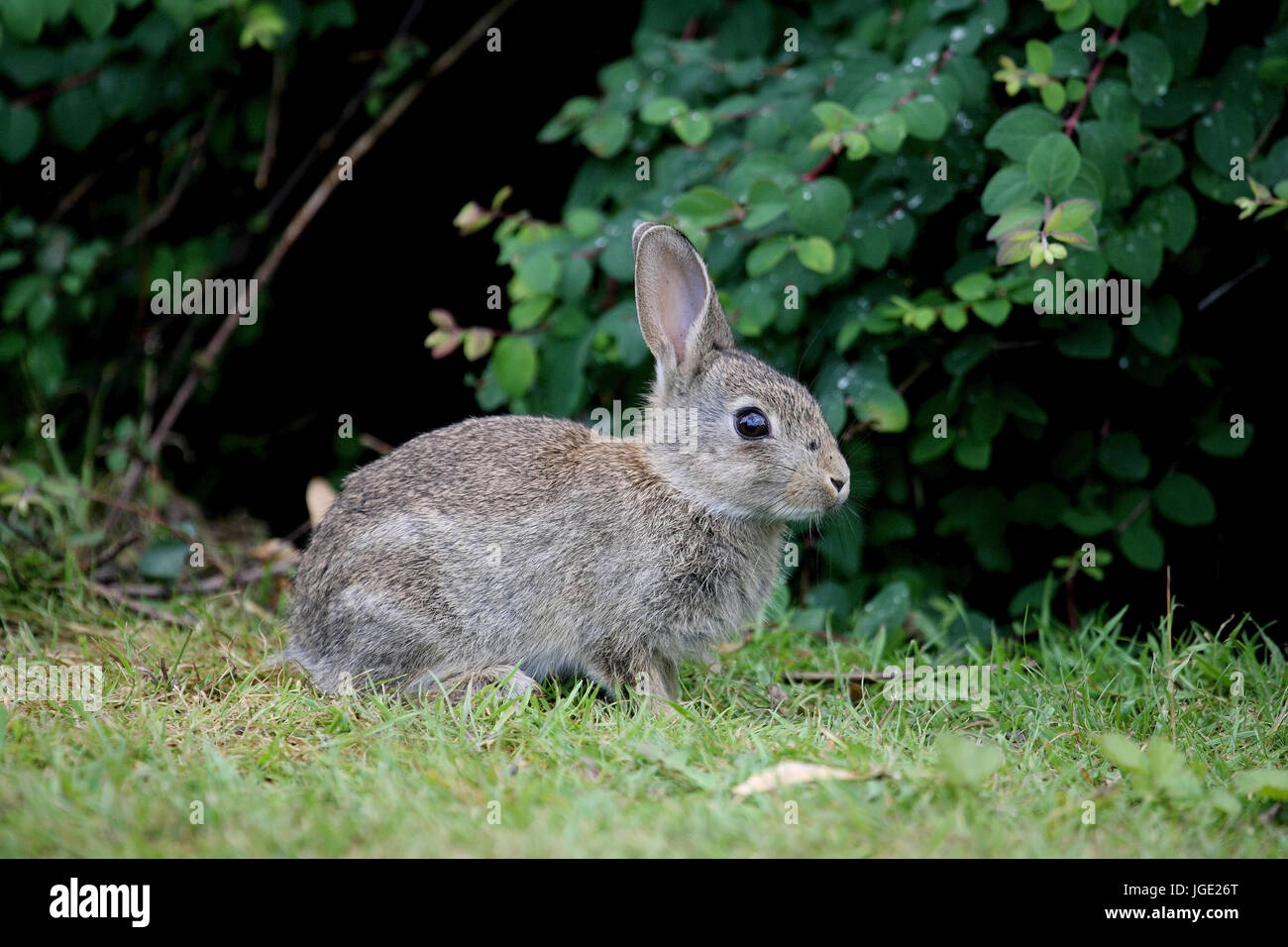 Young wild rabbit, Junges Wildkaninchen Stock Photo - Alamy