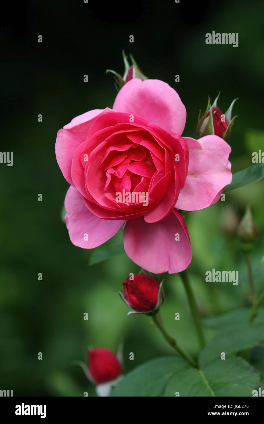 Red rose, Rote Rose Stock Photo - Alamy