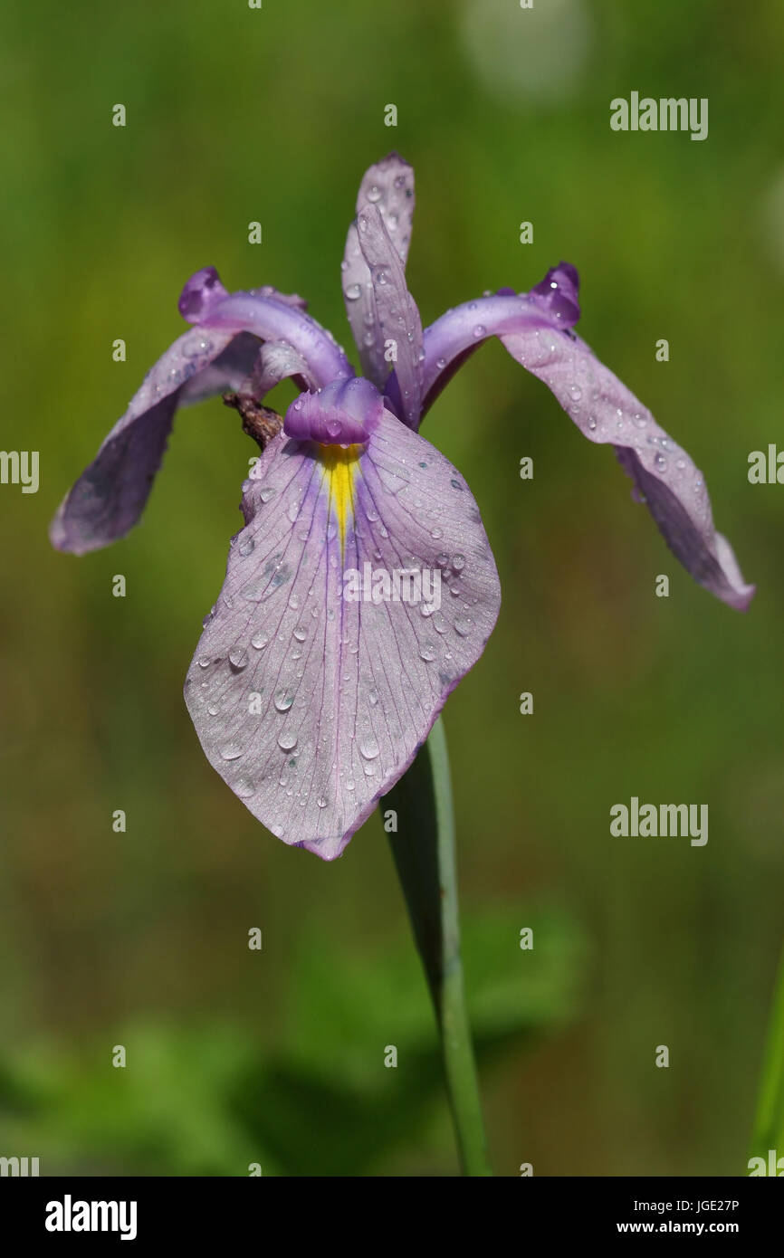 Marsh Iris High Resolution Stock Photography and Images - Alamy