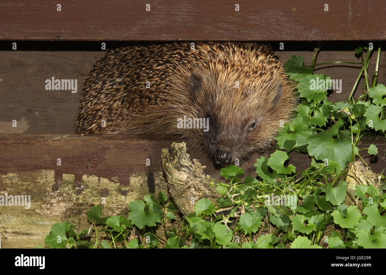 Hedgehog in the garden, Igel im Garten Stock Photo - Alamy