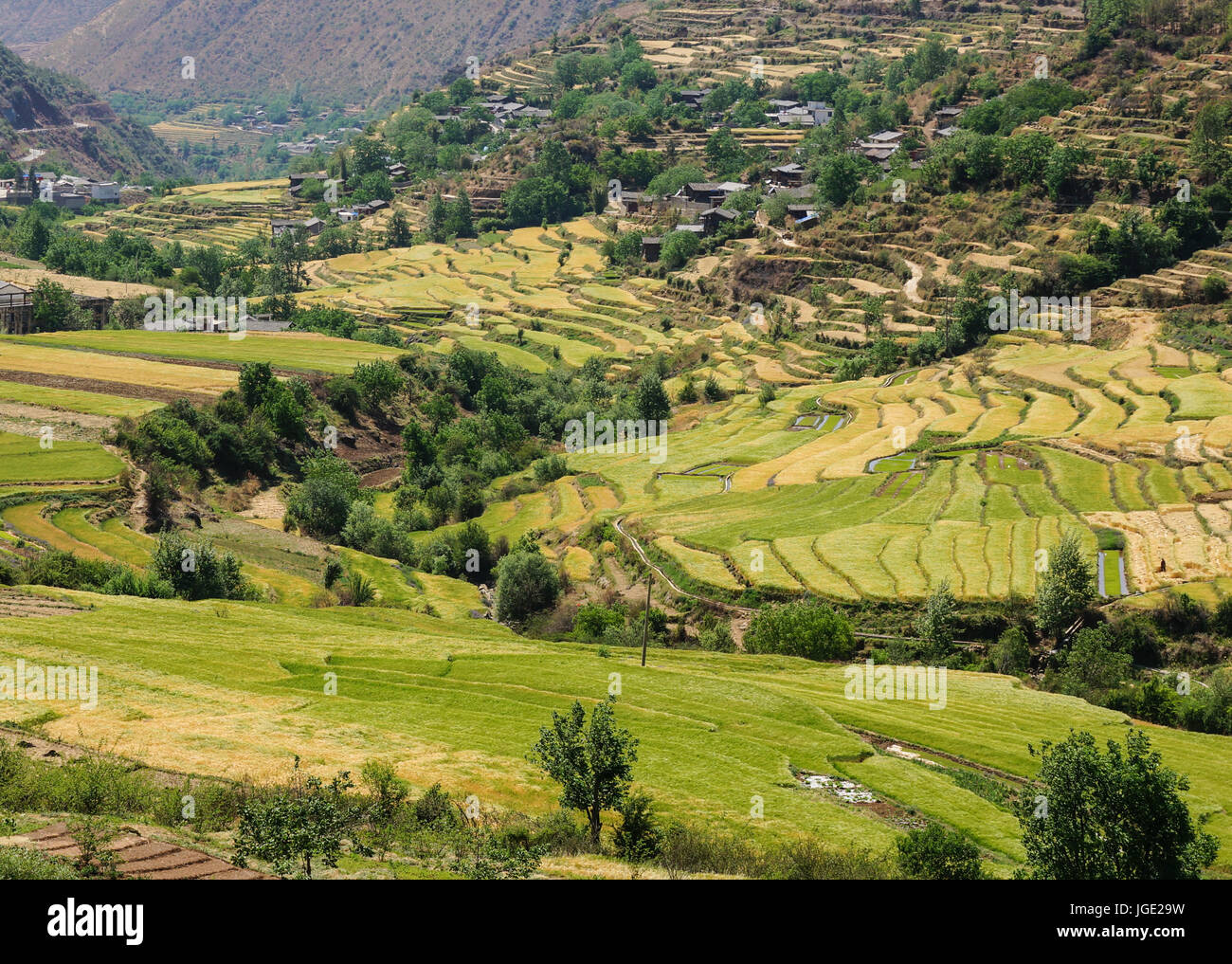 Gold terraced rice fields in Yunnan, southern China Stock Photo - Alamy