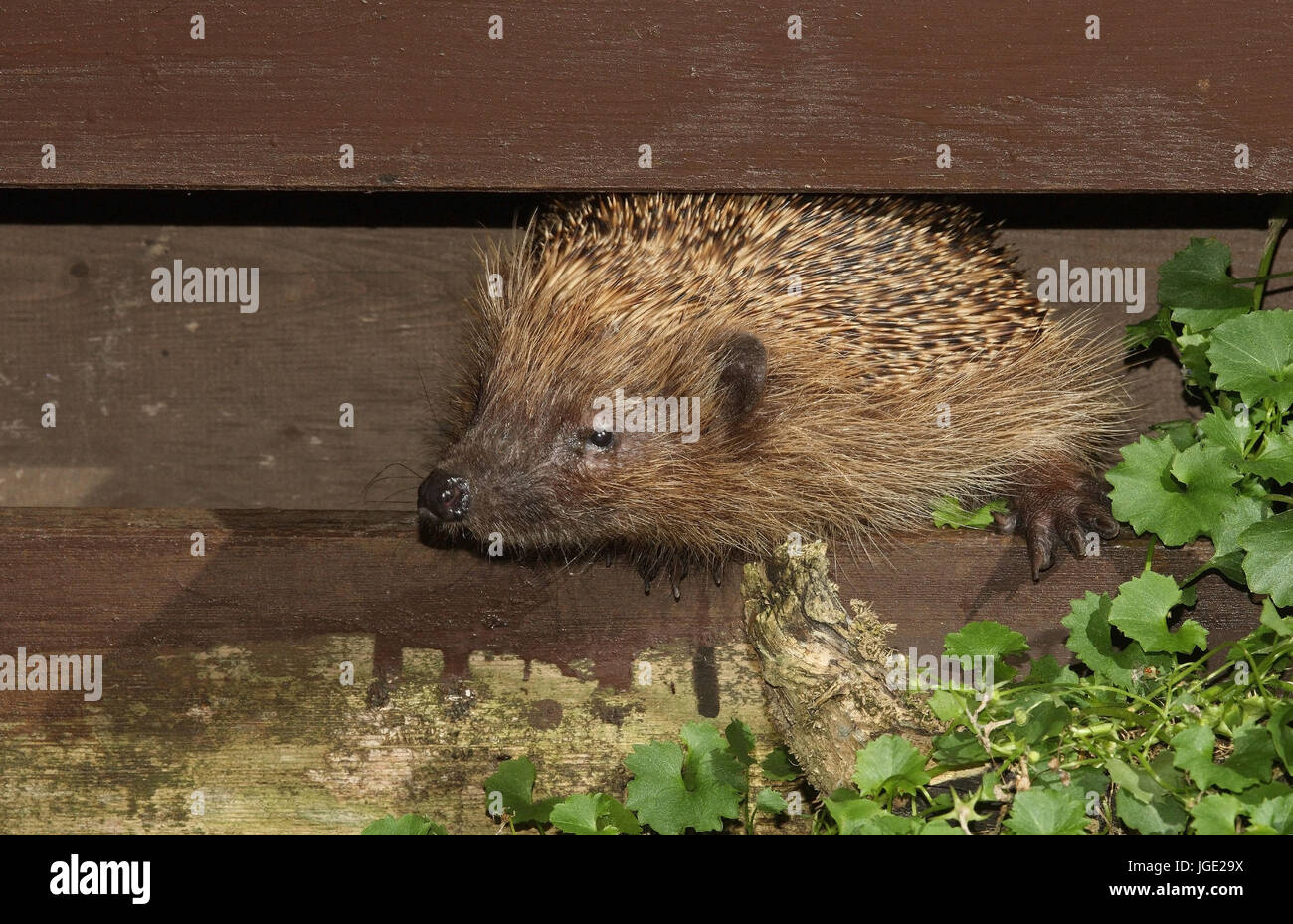 Igel garten hi-res stock photography and images - Alamy