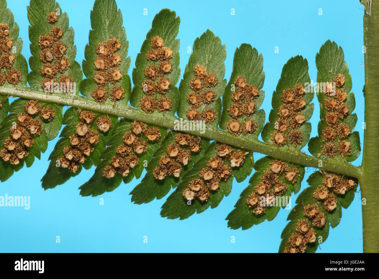 Spores of the bracken, Sporen des Adlerfarn Stock Photo - Alamy