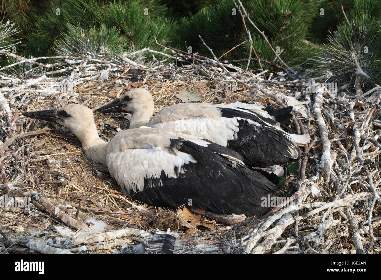 Young white storks in the nest, Junge Weissstoerche im Nest Stock Photo ...
