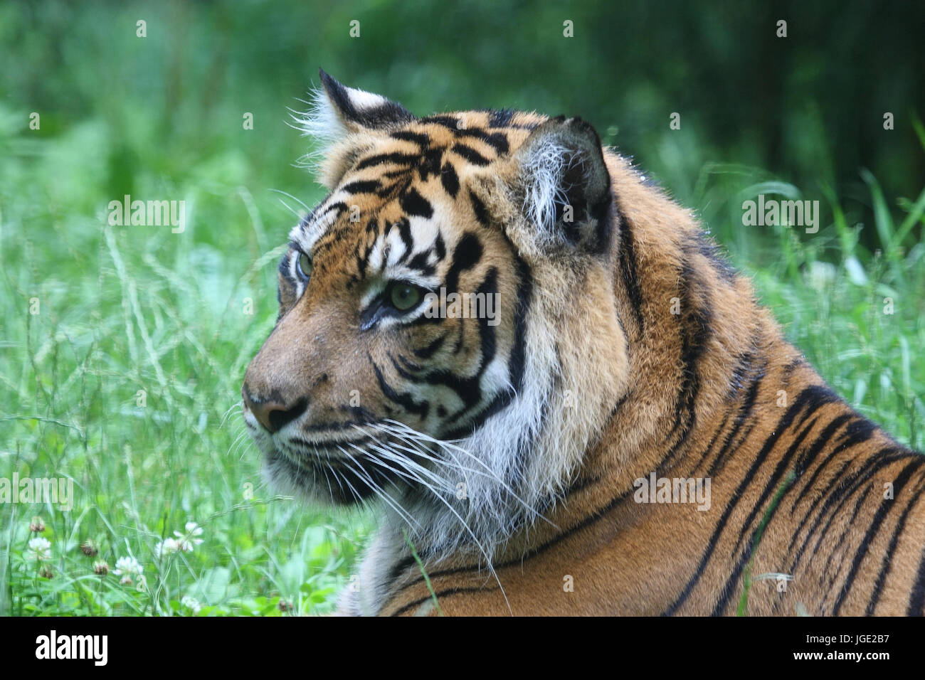Sumatra tiger, Sumatra Tiger Stock Photo - Alamy