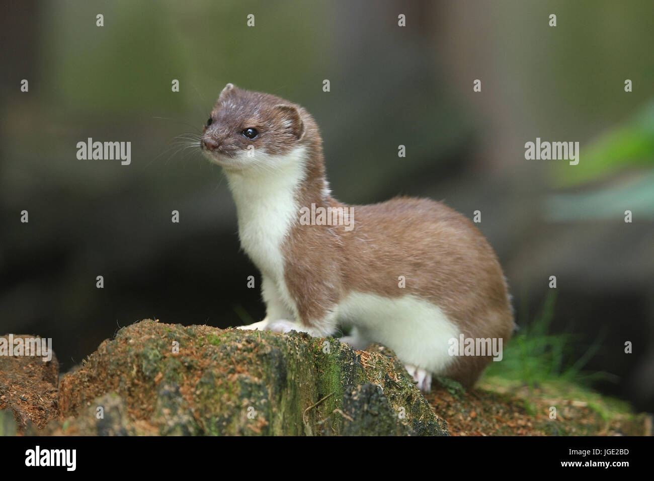 Mauswiesel hi-res stock photography and images - Alamy