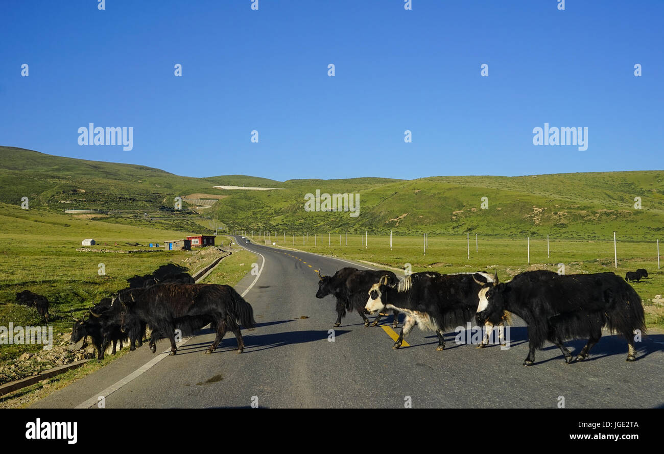Wild yaks on the highway in Kham Tibetan, Sichuan, China. The wild yak ...