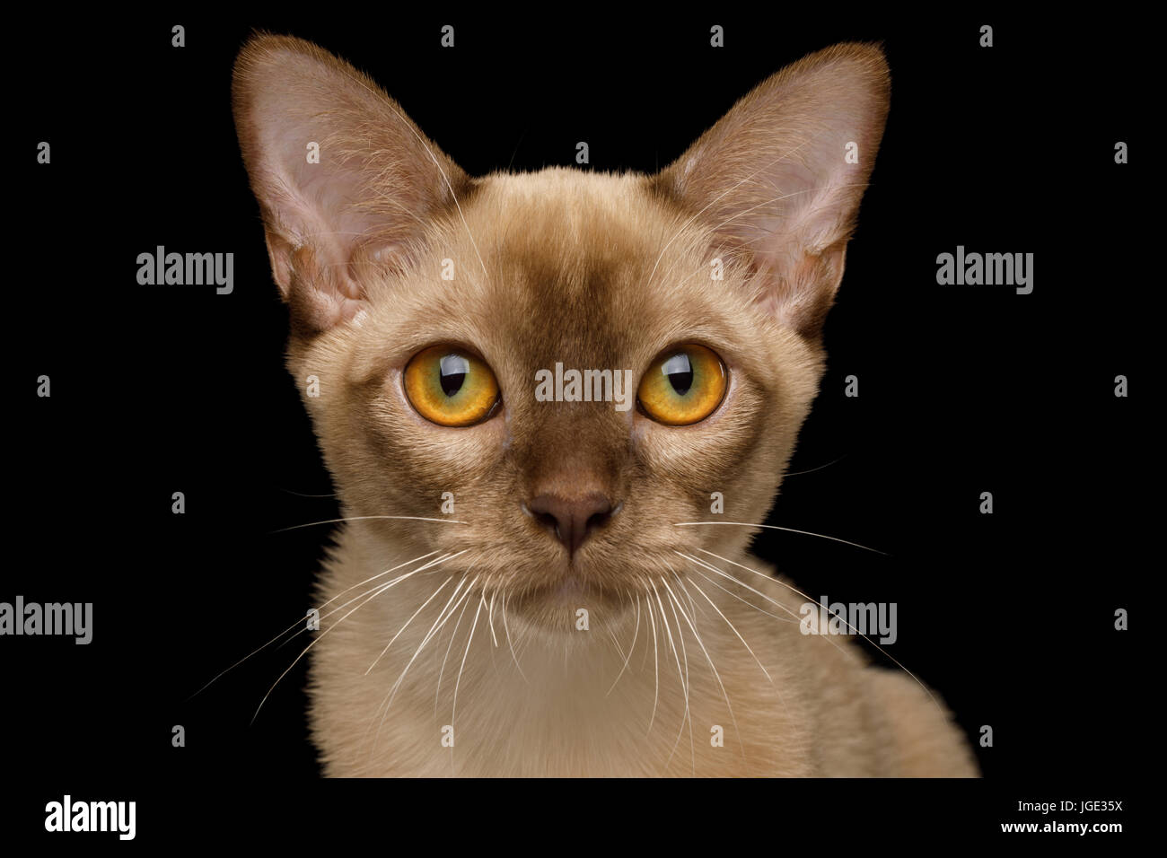 Burmese cat hi-res stock photography and images - Alamy