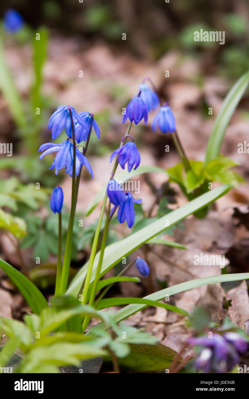Background of blooming spring flowers Scilla. Scilla flowers on forest ...