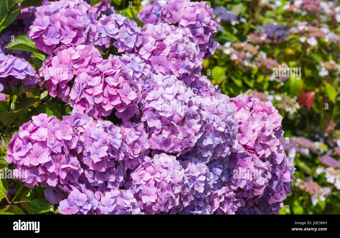 Flowering Shrubs: 71 Different Types Of Flower Bushes