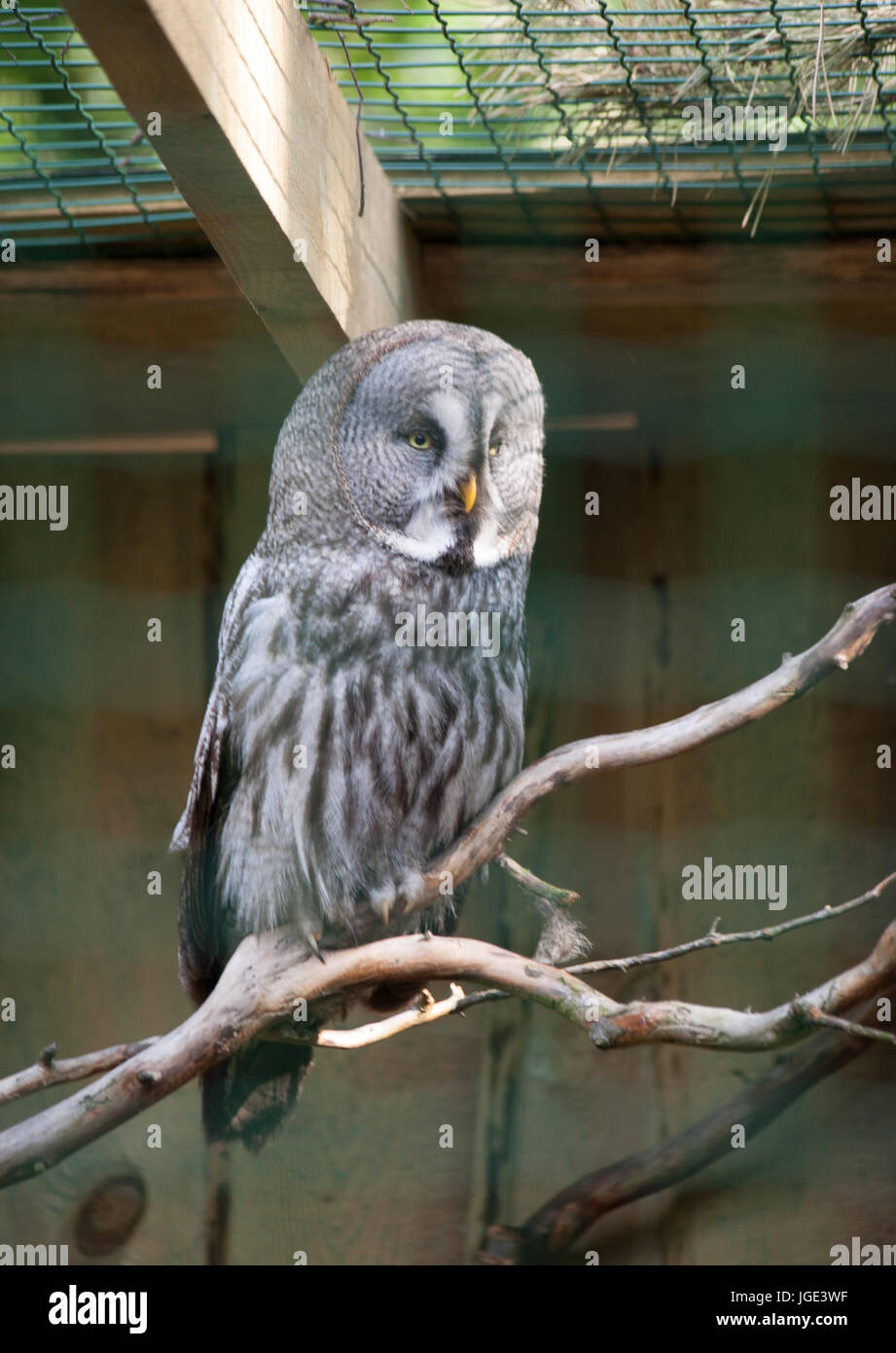 Owl predatory forest bird russia siberia Russian Federation Stock Photo ...