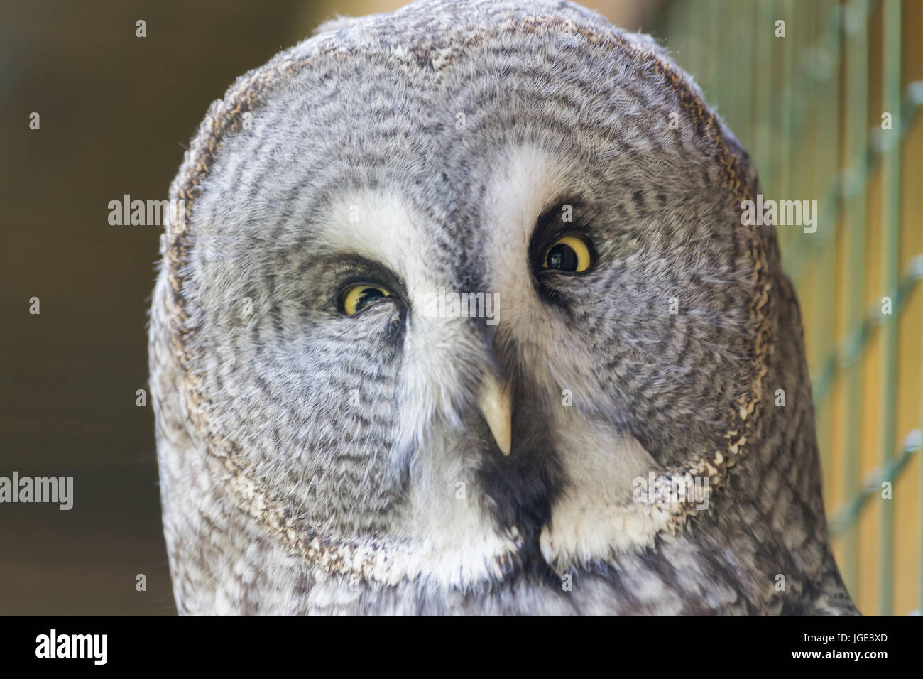 Owl predatory forest bird russia siberia Russian Federation Stock Photo ...