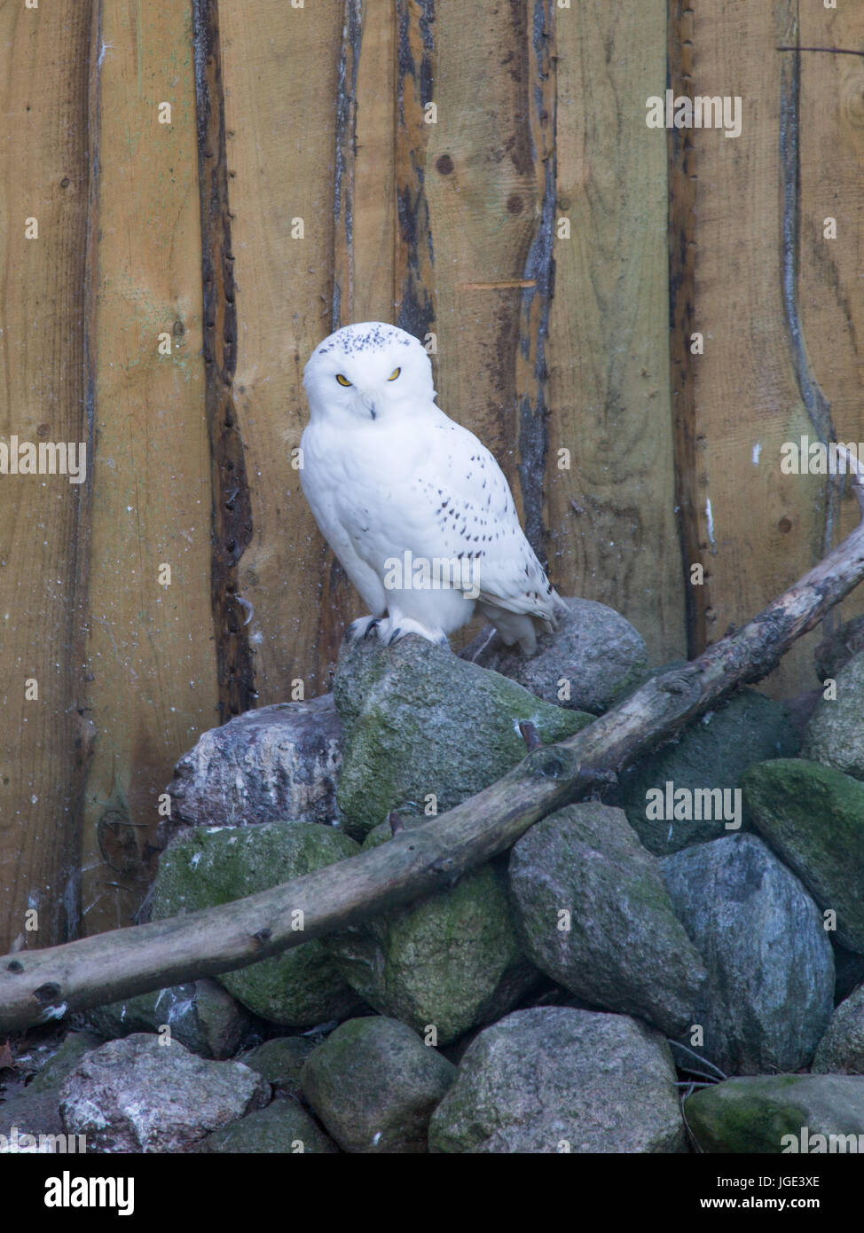 Owl predatory forest bird russia siberia Russian Federation Stock Photo ...