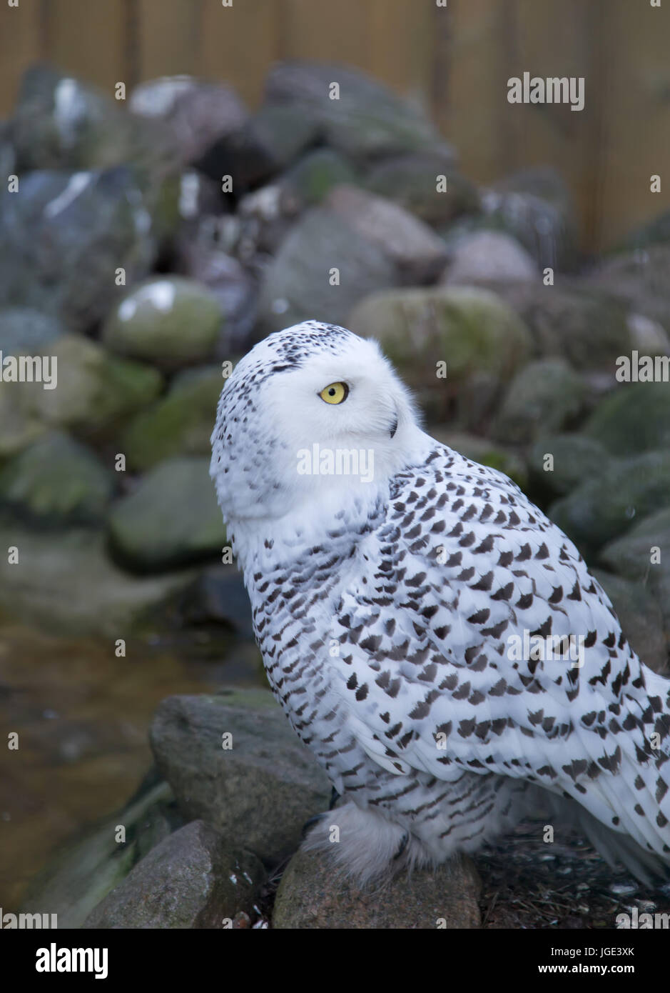 Owl predatory forest bird russia siberia Russian Federation Stock Photo ...