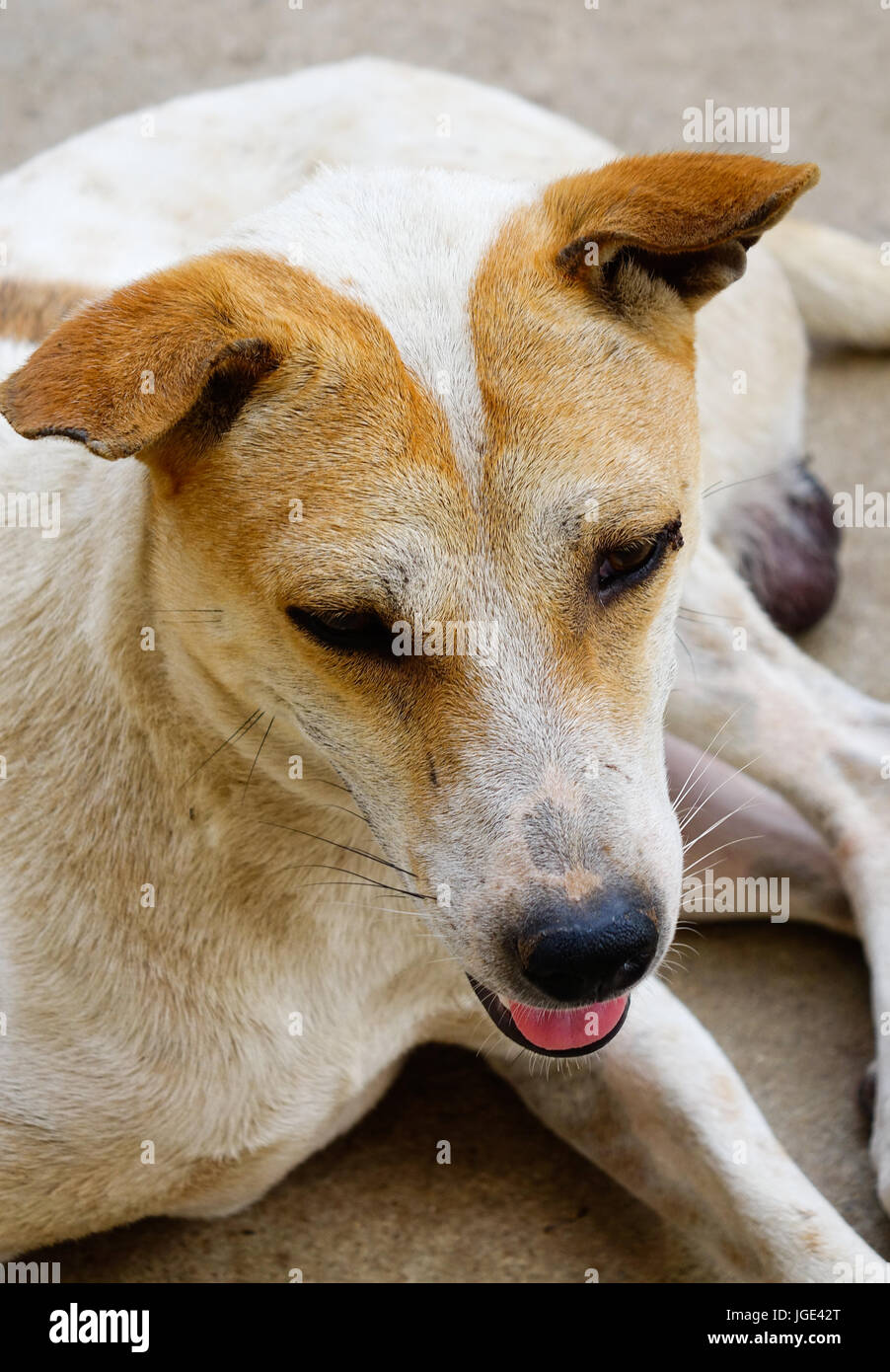 Portrait of dog on the street in Yangon, Myanmar Stock Photo - Alamy