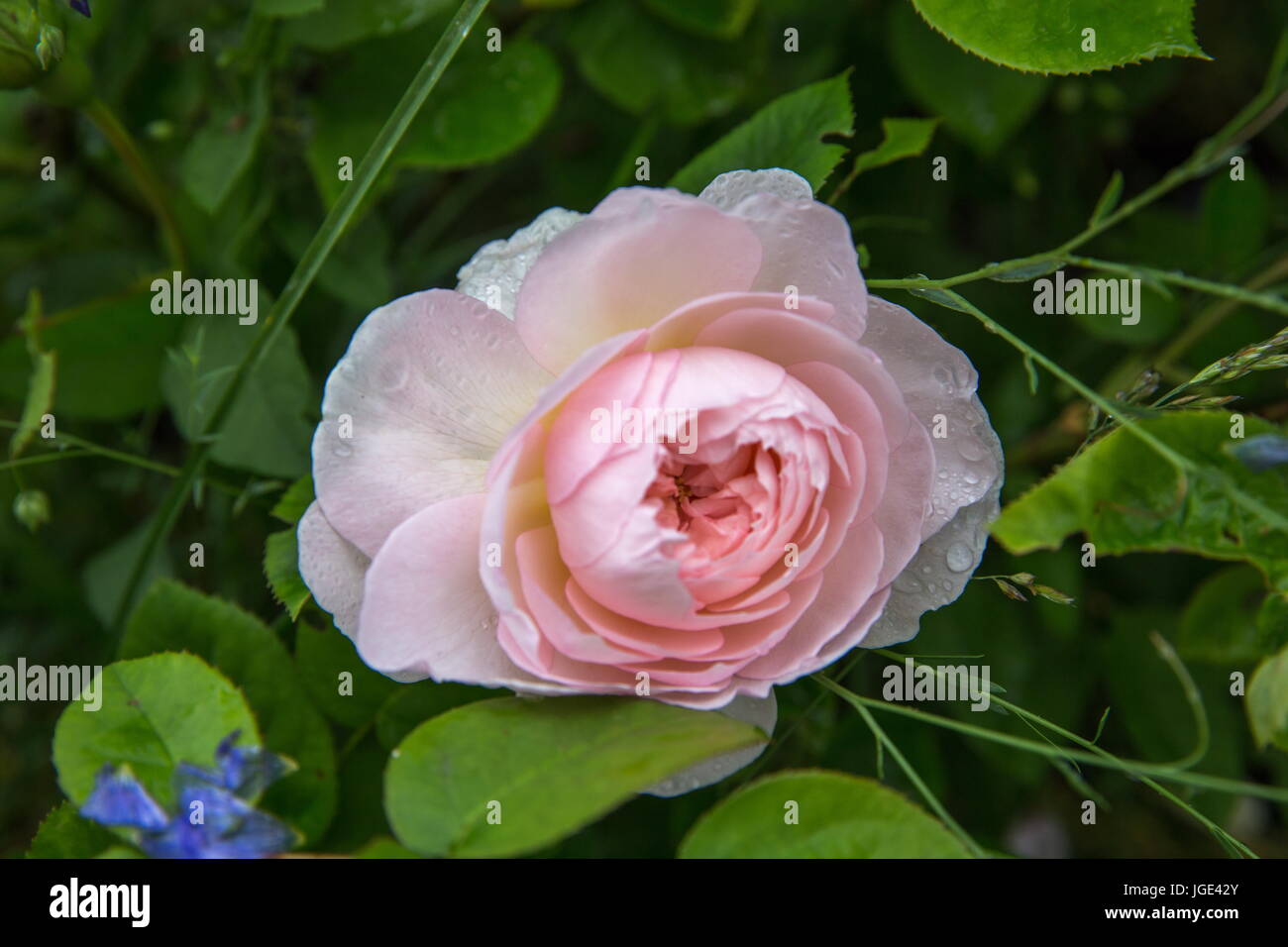 Rose gentle hermione hi-res stock photography and images - Alamy