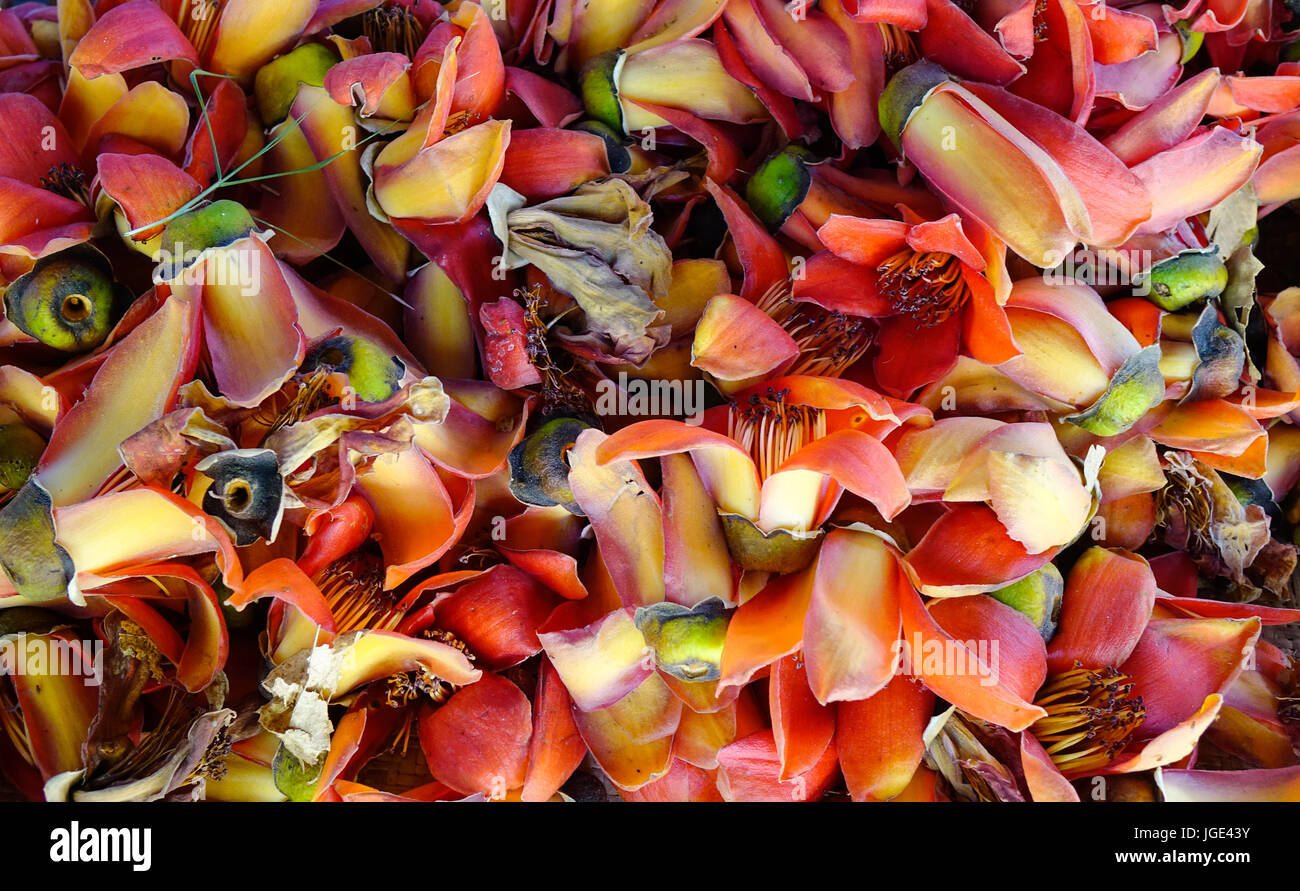 Beauty of bombax ceiba flowers hi-res stock photography and images - Alamy