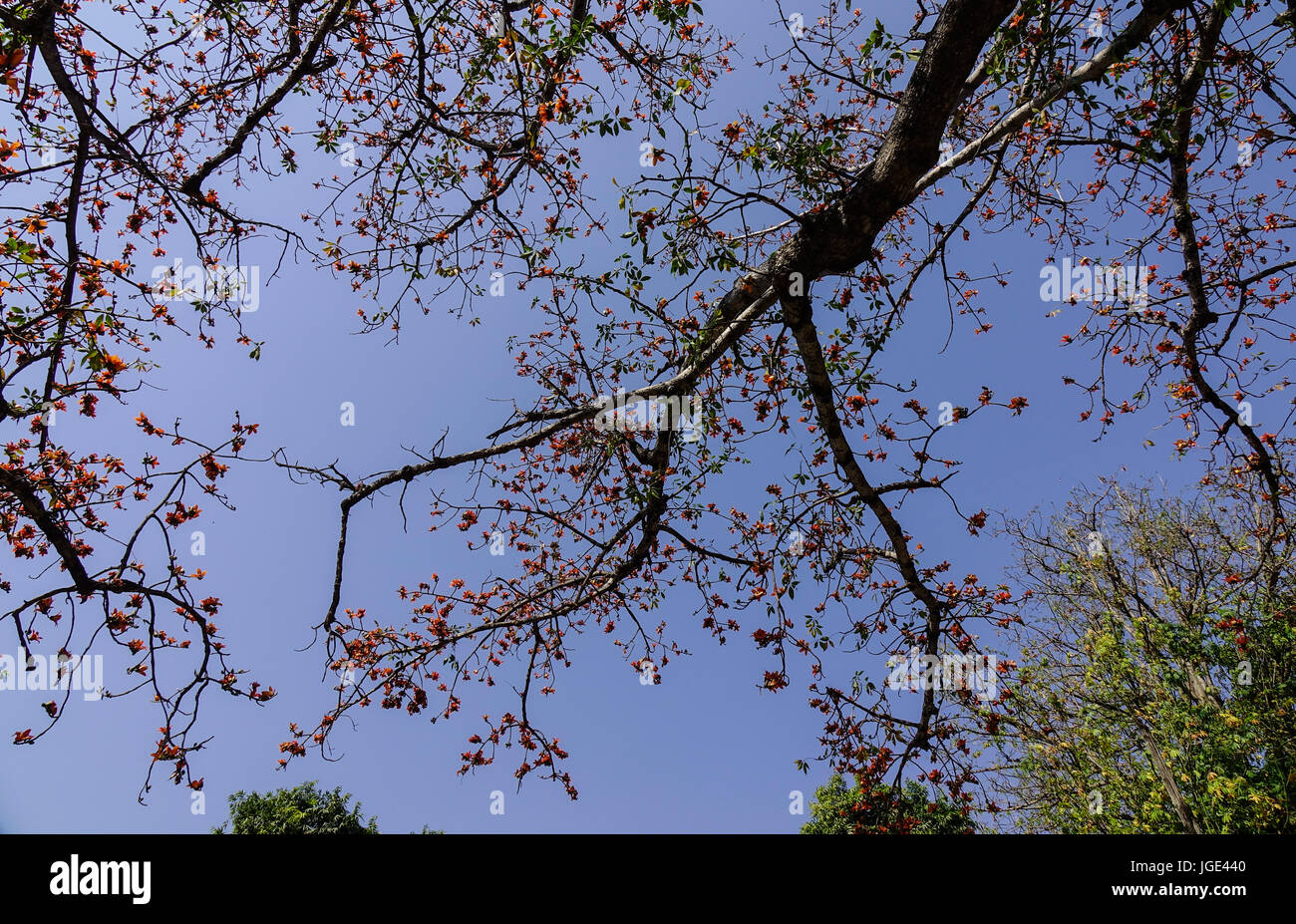 Bloom bombax ceiba tree hi-res stock photography and images - Alamy