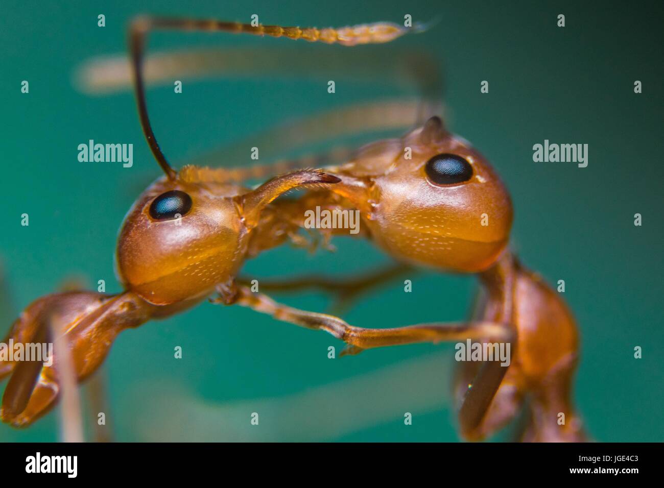 Extreme Close Up Ant High Resolution Stock Photography and Images - Alamy