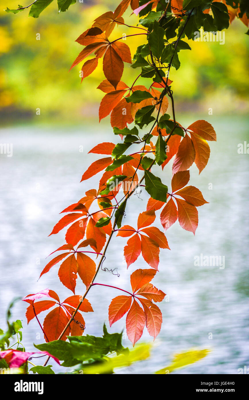 Autumn leaves climbing on a water background. Poland Stock Photo - Alamy